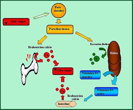 ciclos biogeoquimicos: ciclos biogeoquimicos