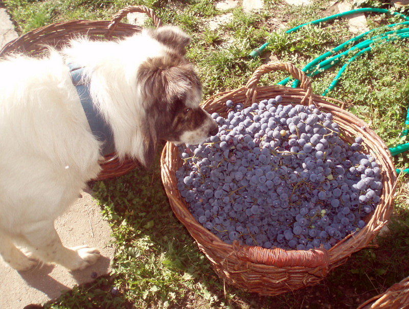 Blogul Simonei: Curiozitate