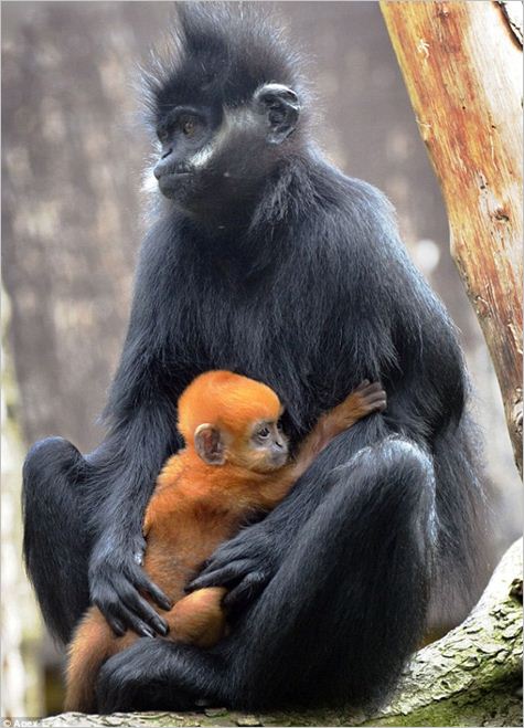 Jornal dos Bichos - Animal em Fatos, vídeos e fotos: Macaco de raça ...
