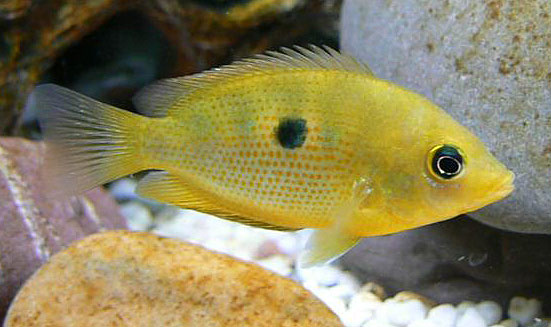 Etroplus maculatus - Orange chromide - Kaha koraliya | FRESHWATER ...