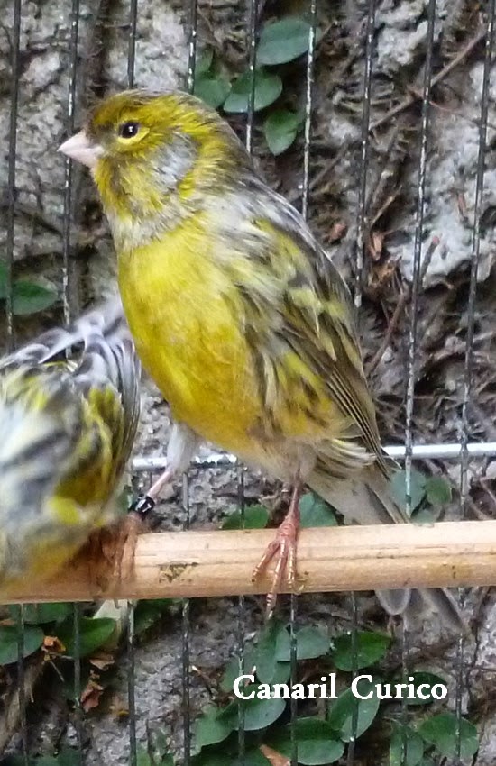 Canaril Curico - Canário de Cor: Canário de Cor - Verde Opalino Nevado