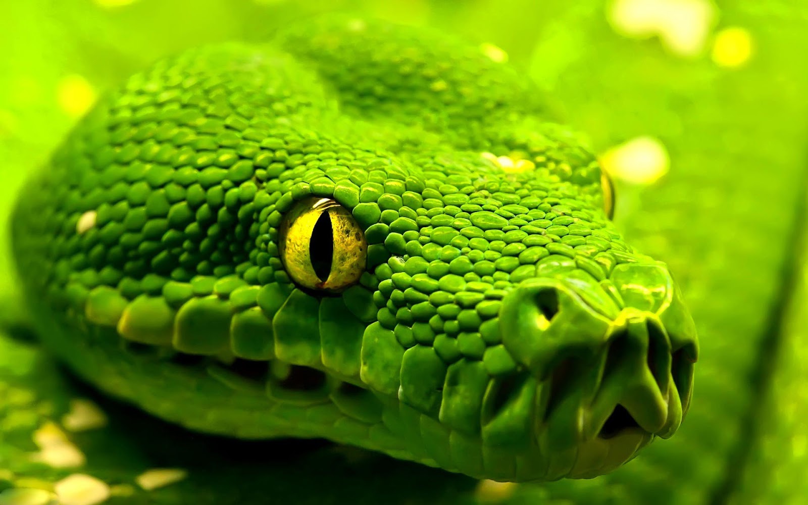 ΦΙΔΙ BUSH VIPER photos - wallpapers (ανανεωμένο) | the fun bank