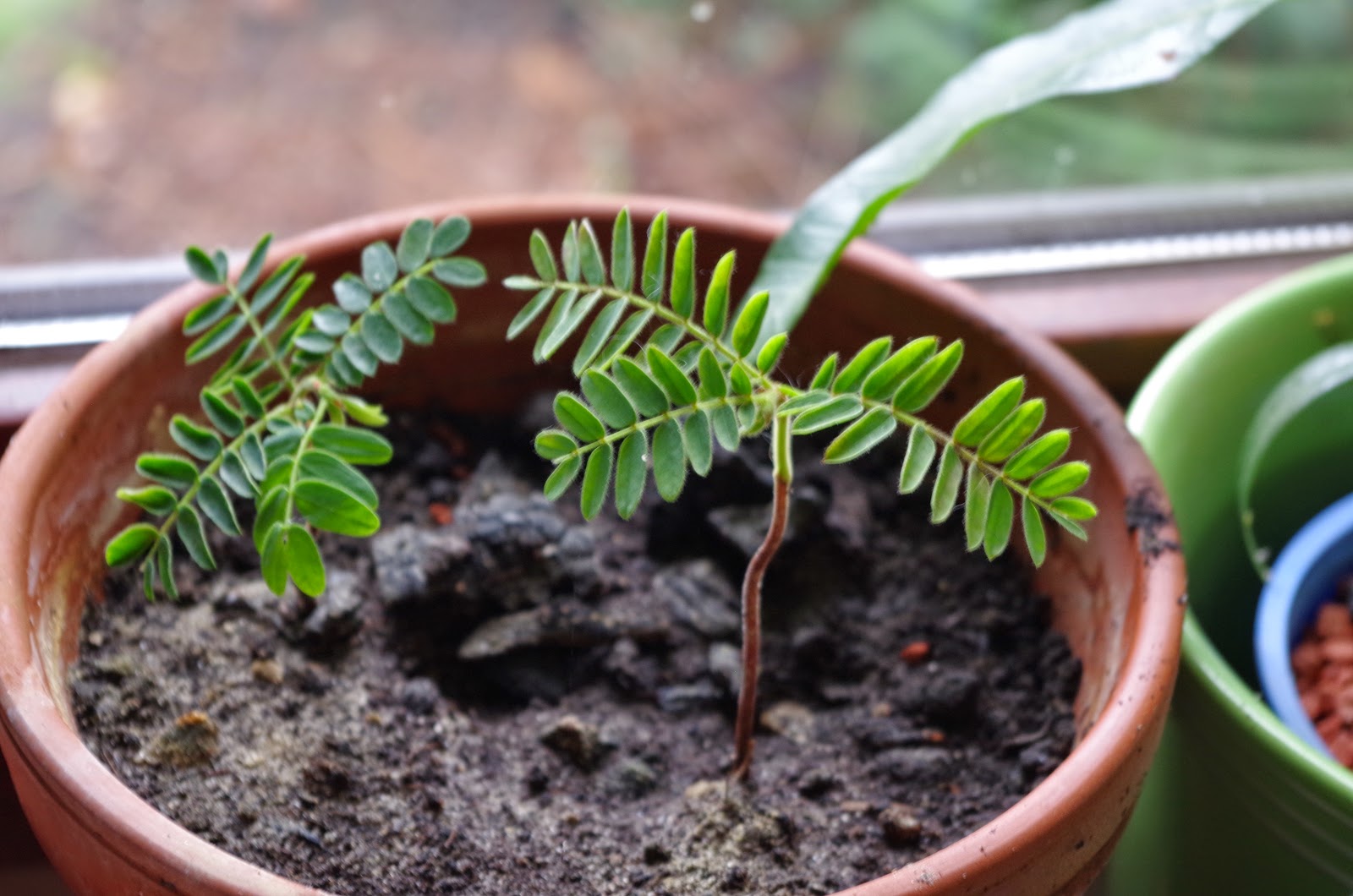 Mr. Greens Welt: Tamarinde - vom Kern zur Pflanze
