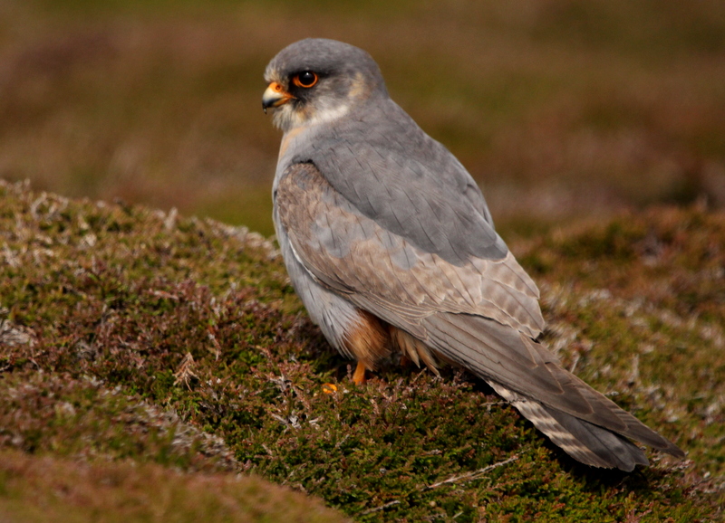 SCILLYSPIDER: RED-FOOTED FALCON at Porth Hellick Down