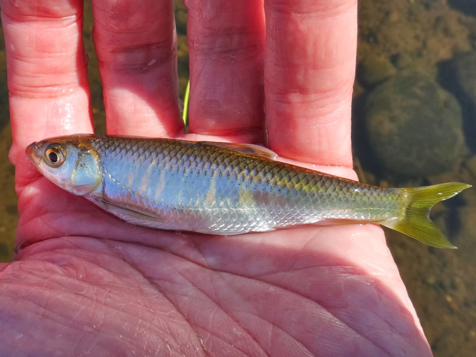 It's Tokyo Style: Oikawa fishing