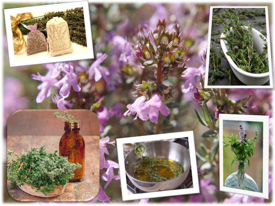 AROMATERAPIA, SALUD Y MAGIA: EL TOMILLO, EL AROMA QUE PROPORCIONA VALOR