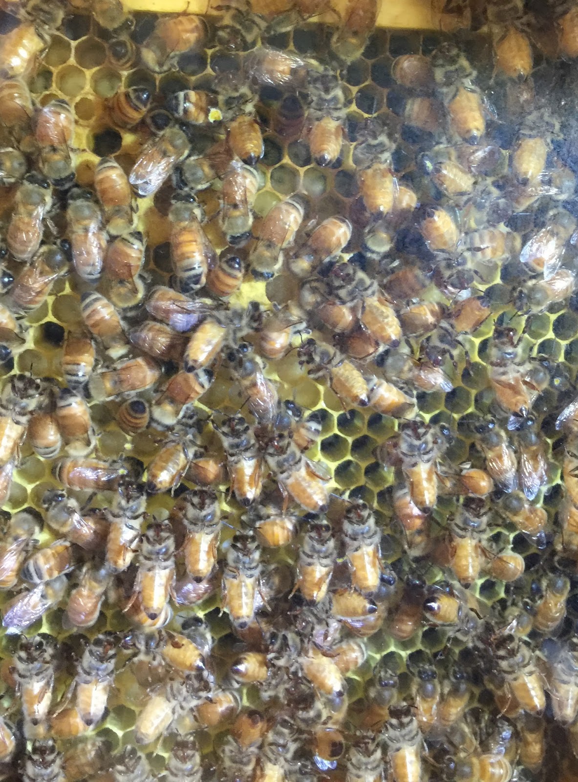 The Beez Neez: Observation Hive Update, Mid October 2015