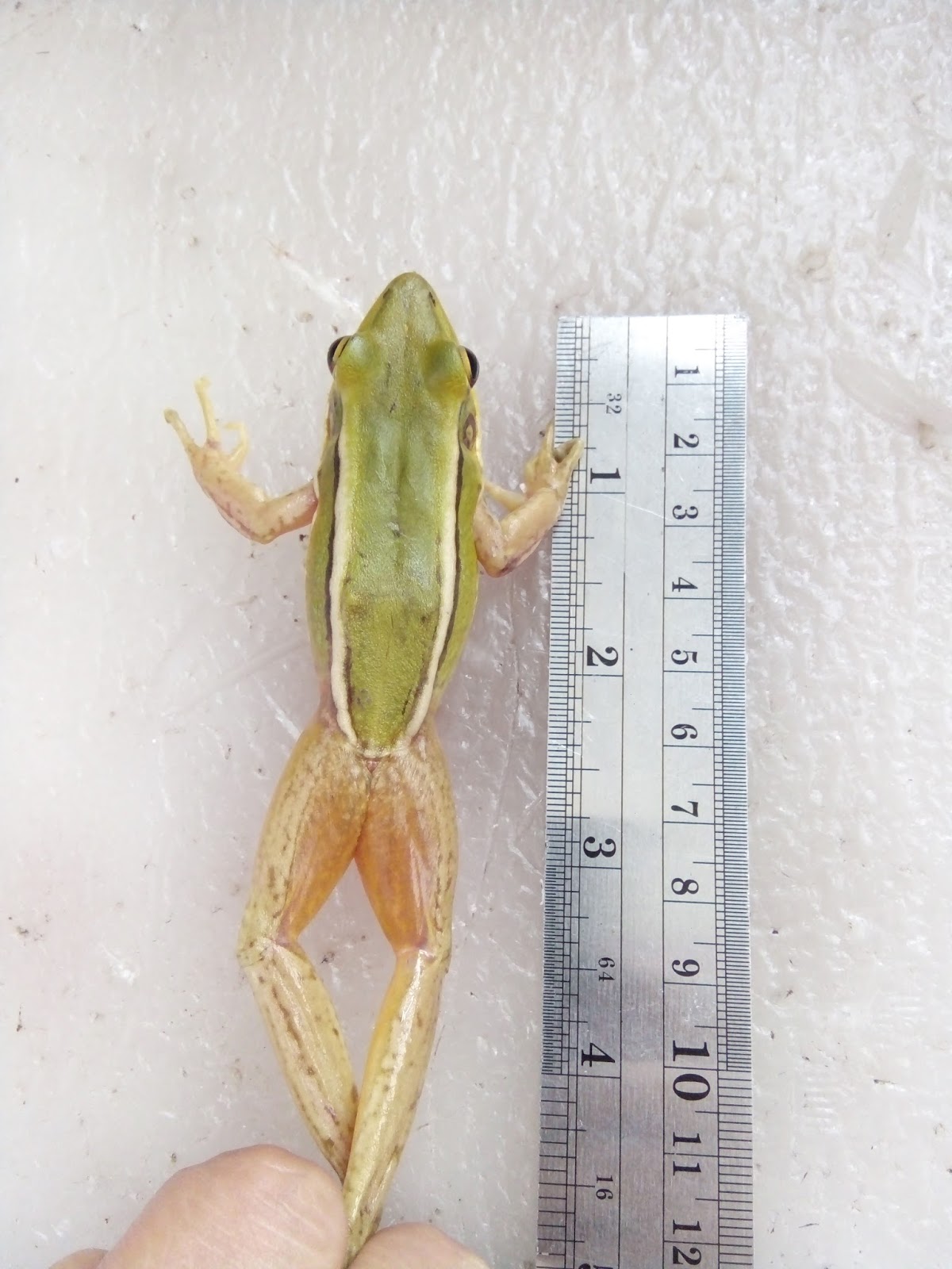 Materi Biologi: Jurnal Vertebrata Tentang Morfologi Dan Klasifikasi ...