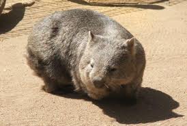 Lagrimas de cocodrail: El wombat