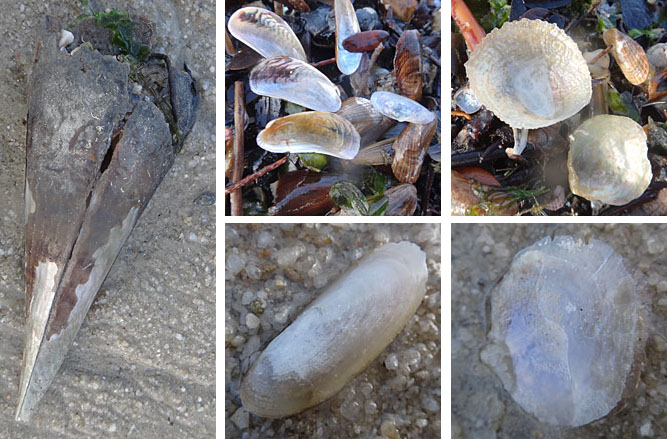 wild shores of singapore: Clammy evening at Changi