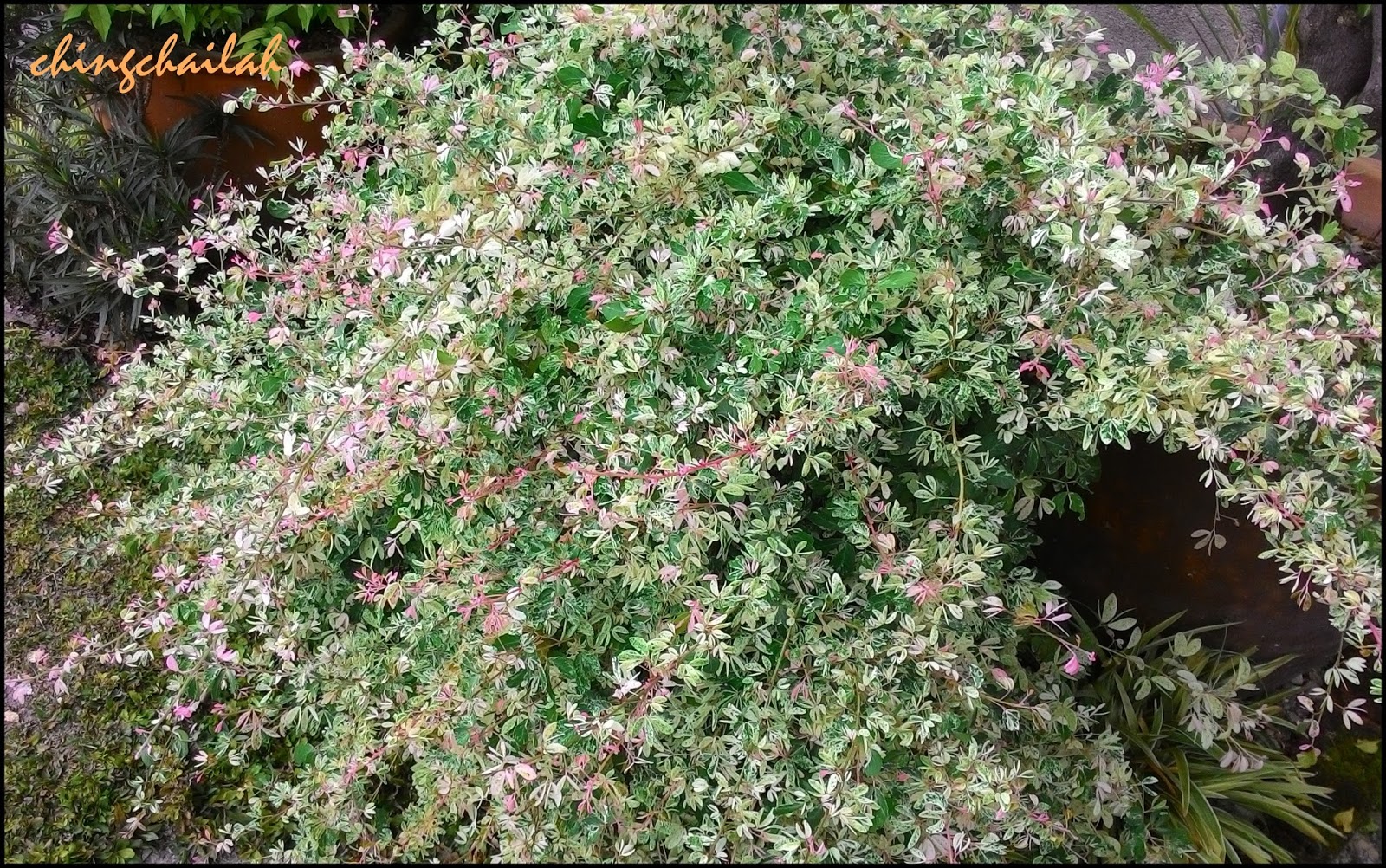 Simple Living In Nancy: Growing Dwarf Variegated Madras Thorn