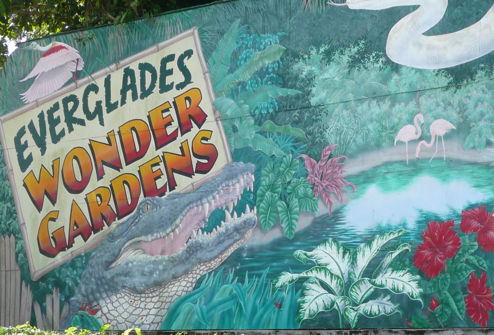 Florida Suncoast Birding: Flamingos - Everglades Wonder Gardens