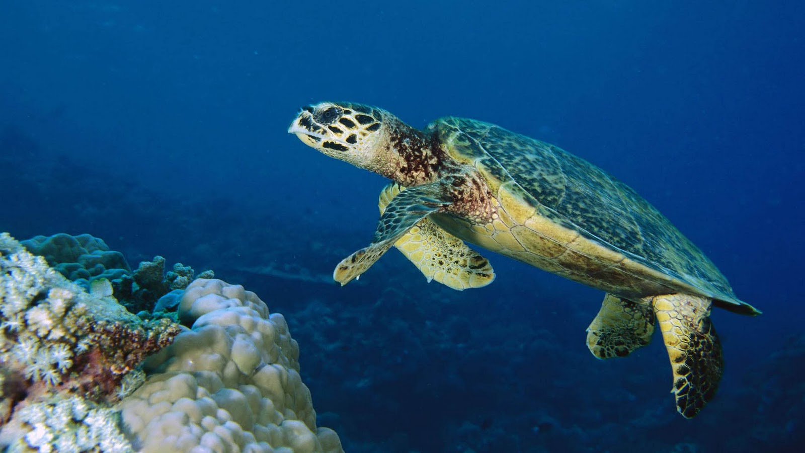 Schildpad Wallpapers