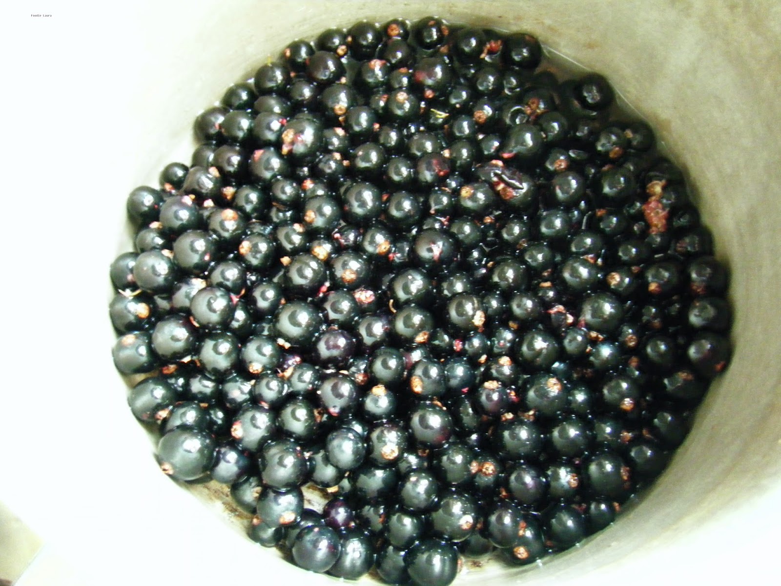 Black Currant Coridal