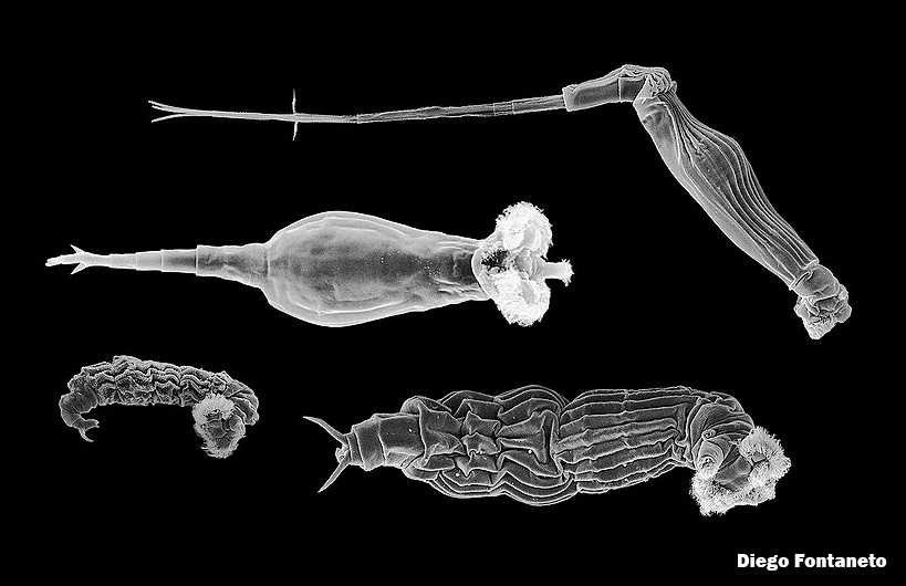 Klasifikasi 35 Filum dalam Kingdom Animalia (Hewan) - Generasi Biologi