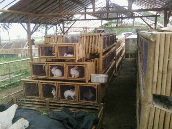 Cara Ternak Kelinci untuk Pemula | BeternakPedia Belajar Beternak