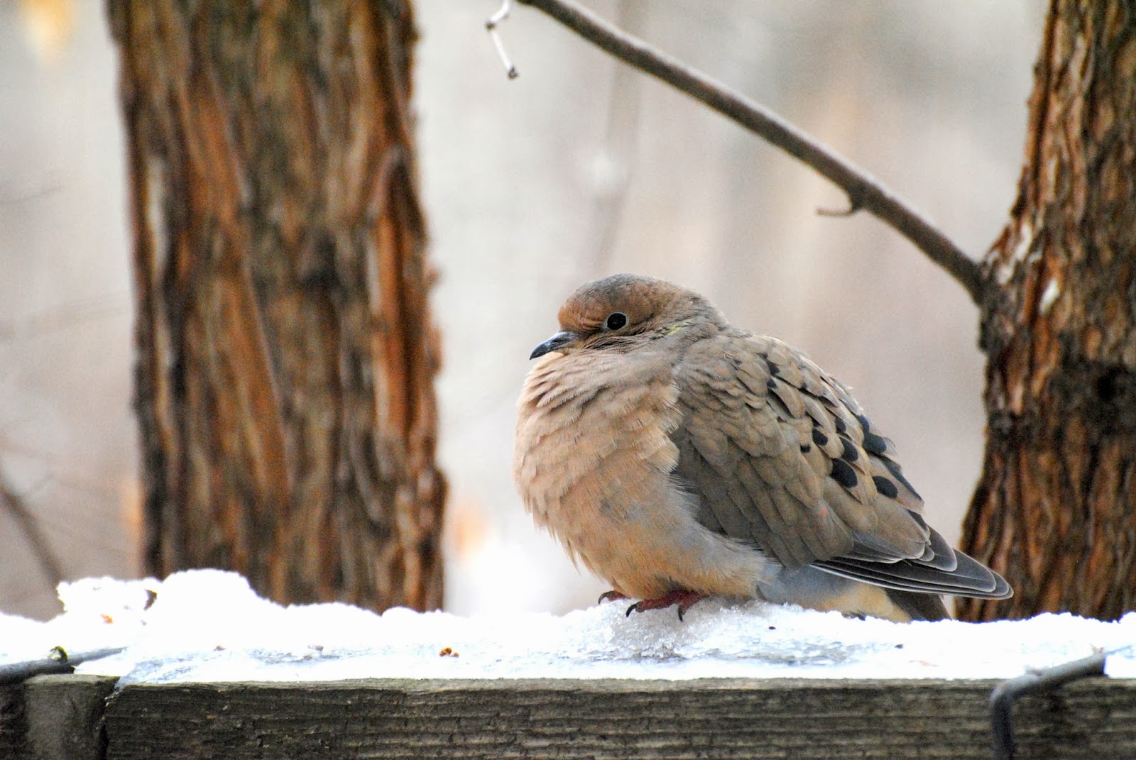 Urban Wildlife Guide: Winter Continues