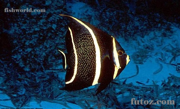 Marine Ornamental Fish Type | FISH WORLDs.com
