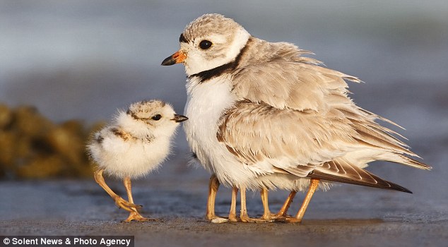Legs eleven? No, just nine for the mother bird keeping her little ...