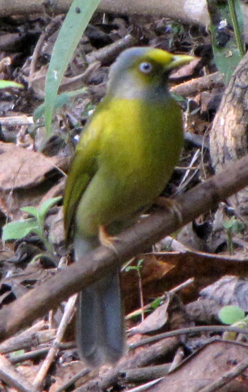 Birds Of Western Ghat: Bird Photo
