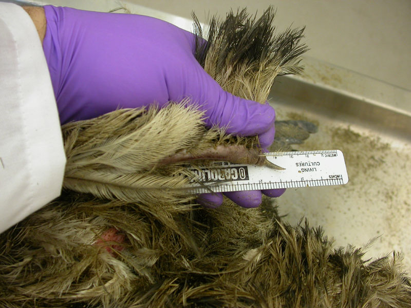 pan-Aves: Hoacin není jediný žijící pták s drápy na křídlech