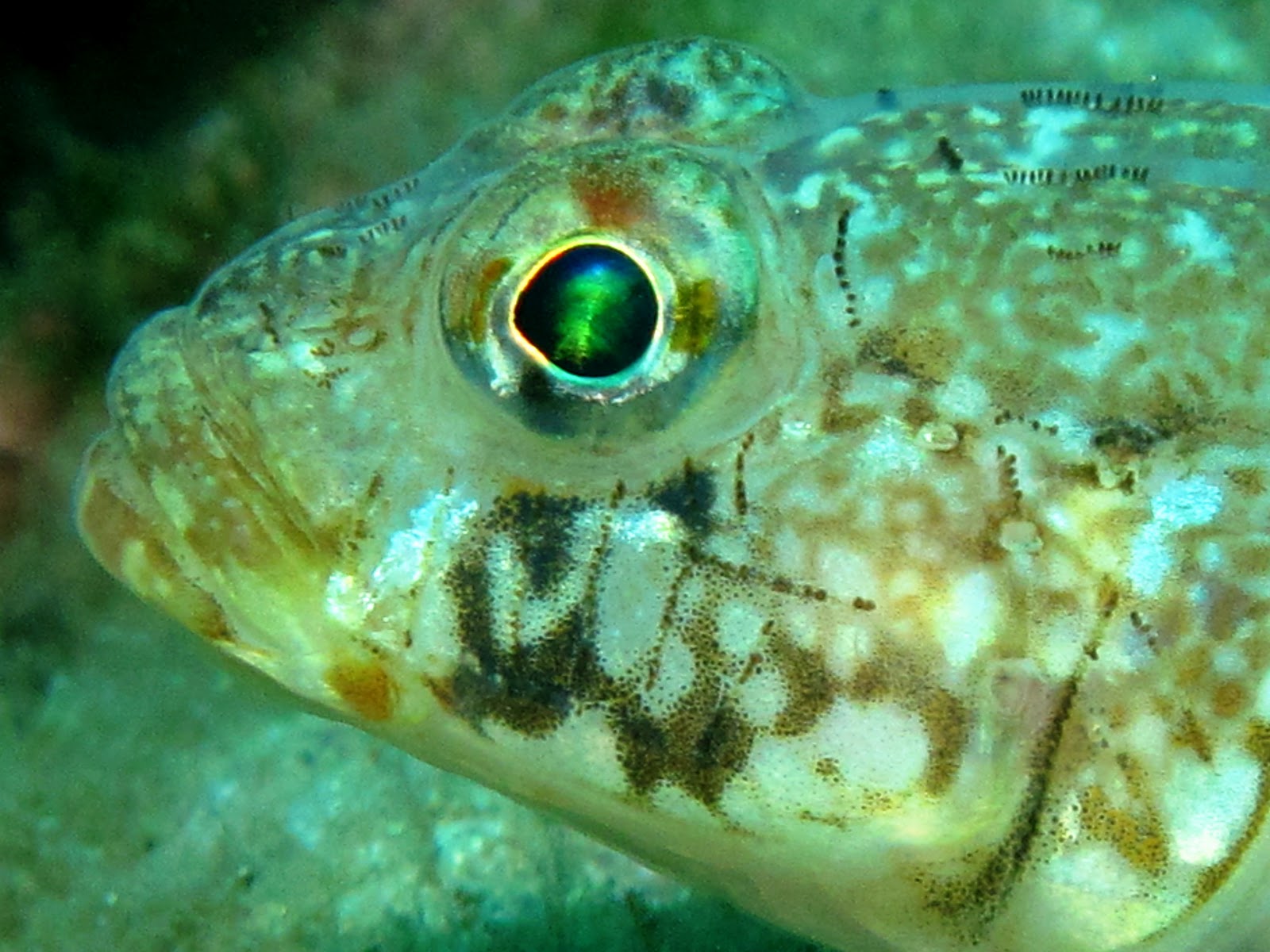 Iluminación Profunda: Goby Fish (Gobius Geniporus)