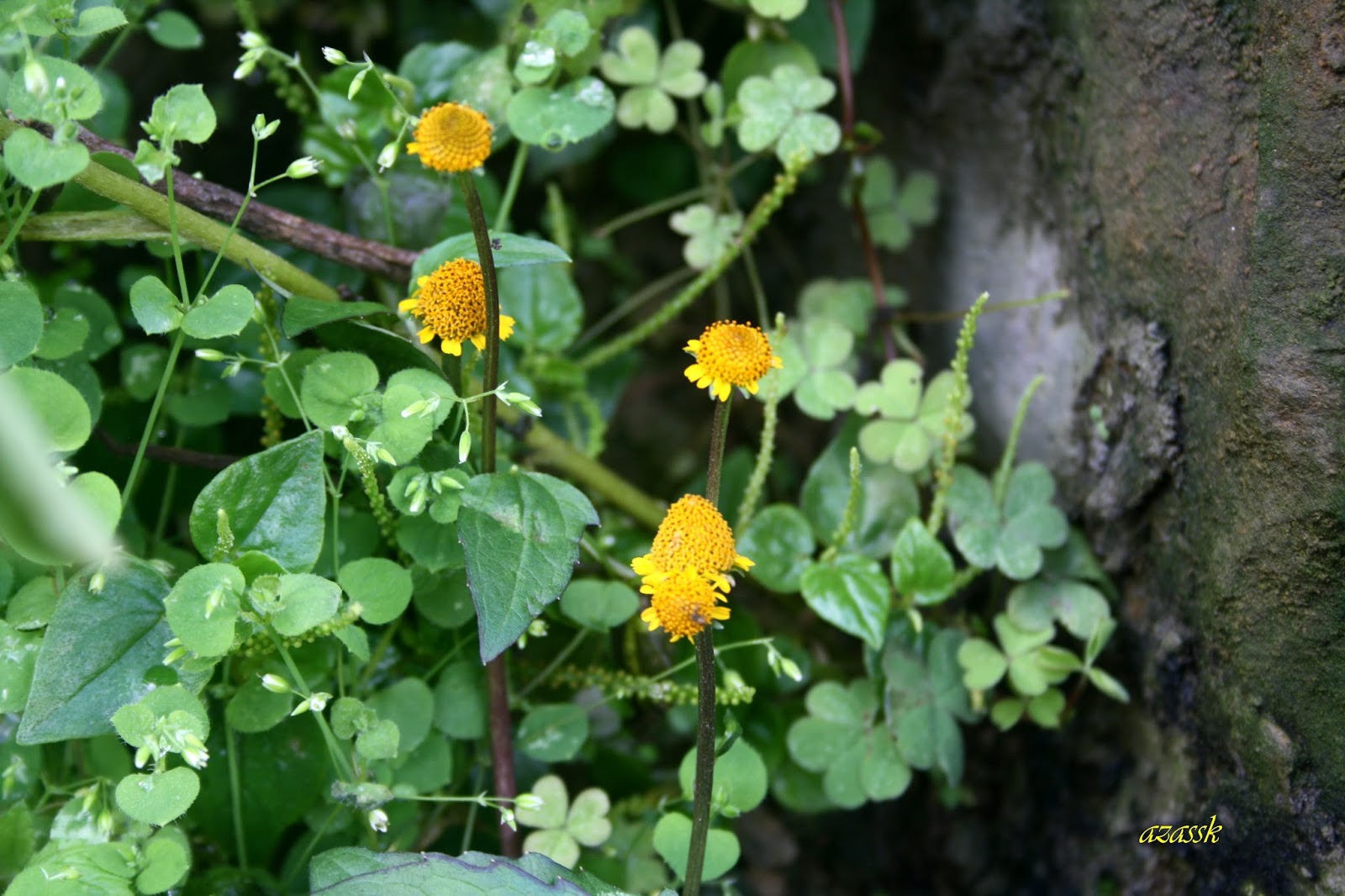 Calm-Sojourner: Flowers from Mizoram