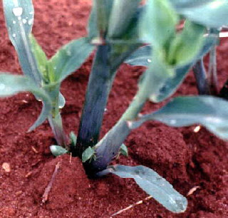 Informações Agrícolas: Milho - Pragas - Percevejo Barriga Verde ...