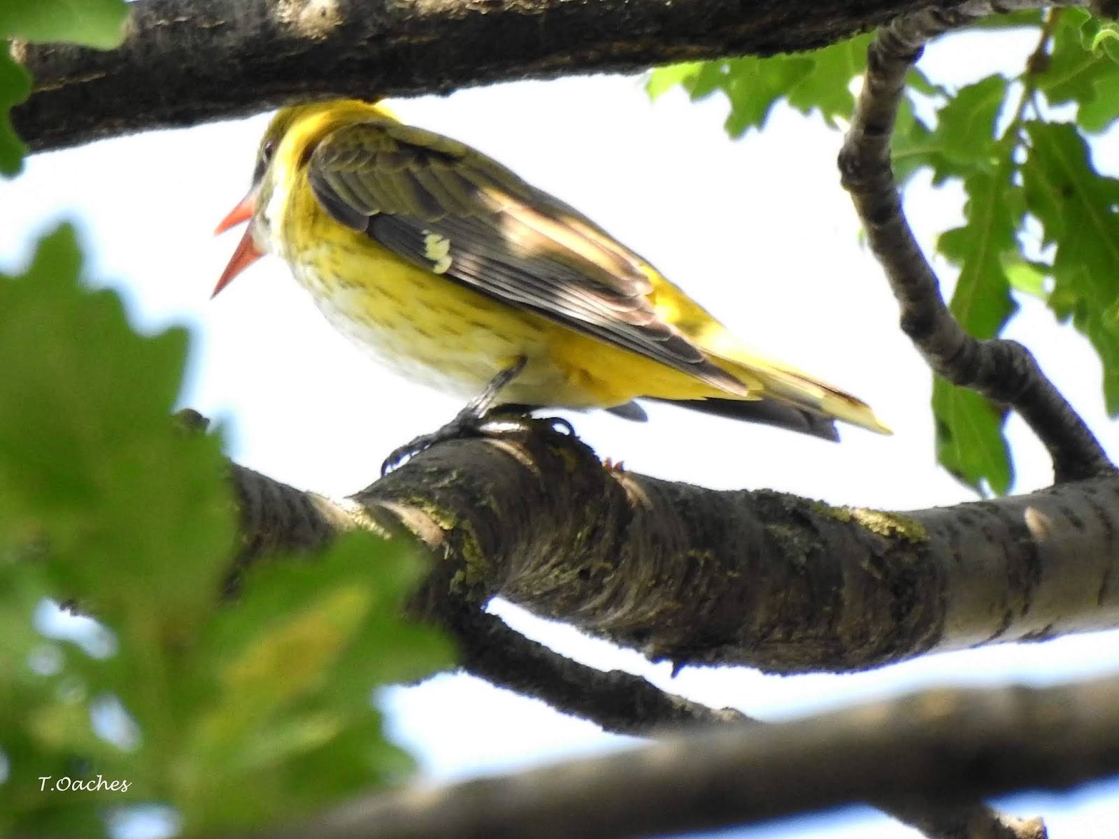 PASARI DIN ROMANIA: GRANGUR, Oriolus oriolus
