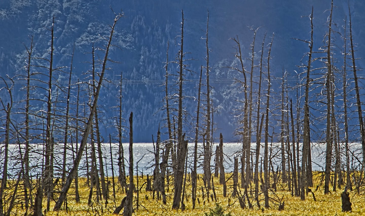 travelswithkathleen: Ghost forests