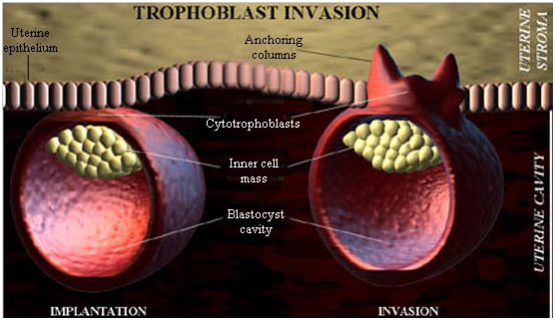 Dr. Bharati's Hub: Placental Development