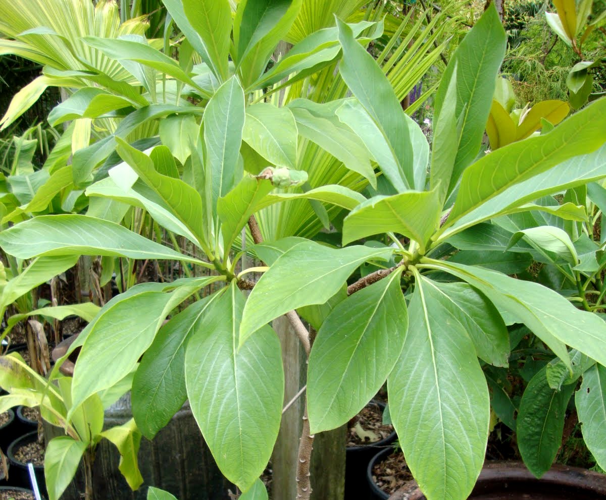 danger garden: Edgeworthia chrysantha…my favorite plant in the garden ...