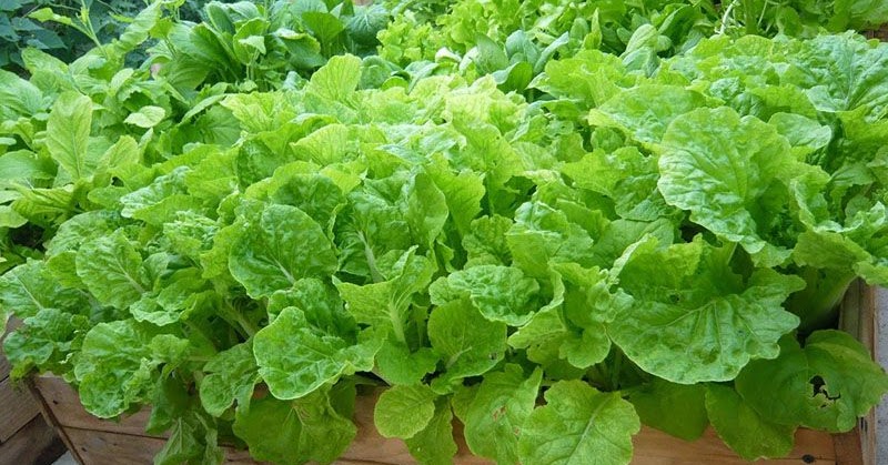 Hướng dẫn cách trồng rau sạch tại nhà - Đời sống 24 - Giá trị cuộc sống