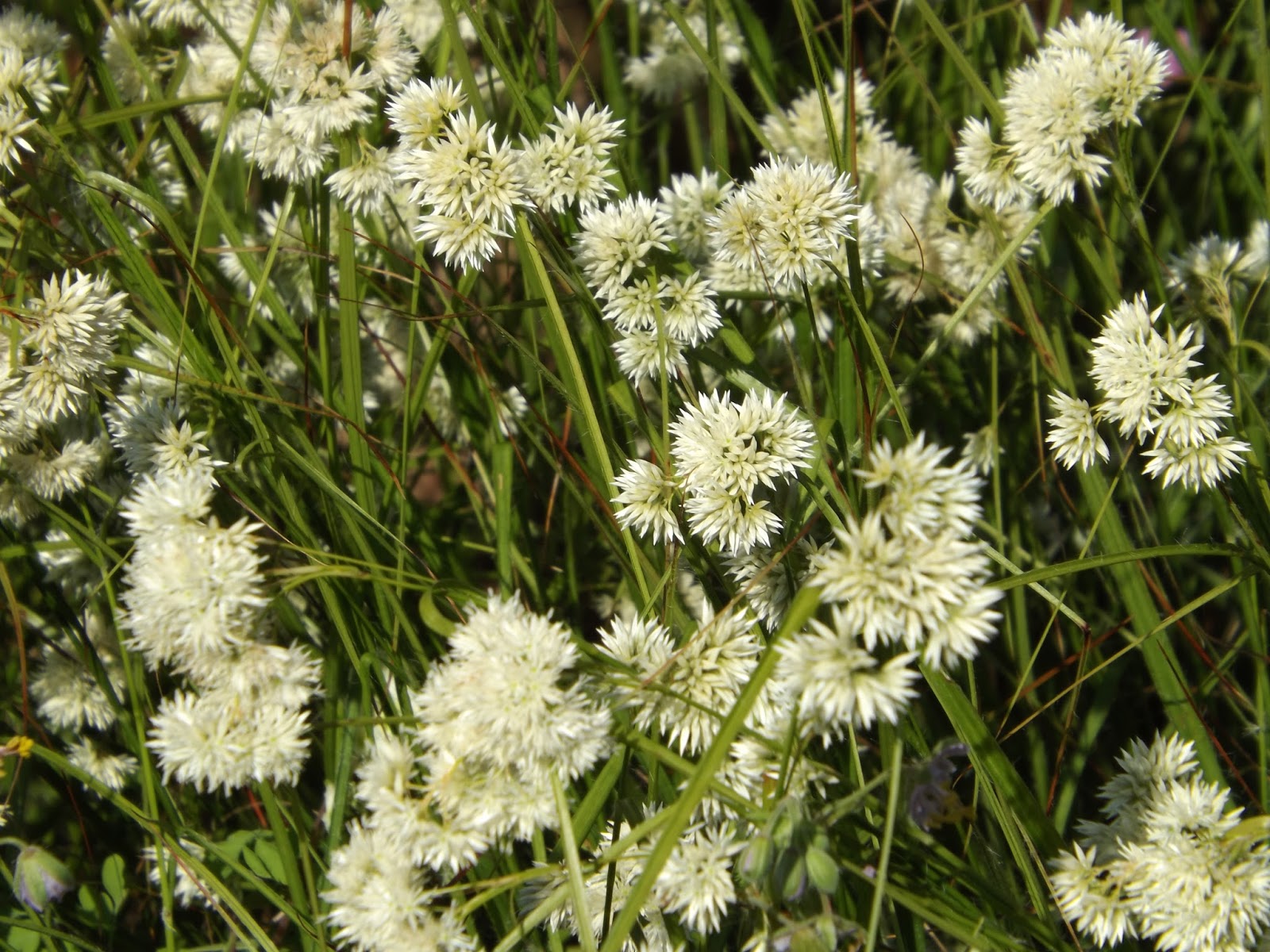 Le Jardin de la Salamandre: Luzula nivea