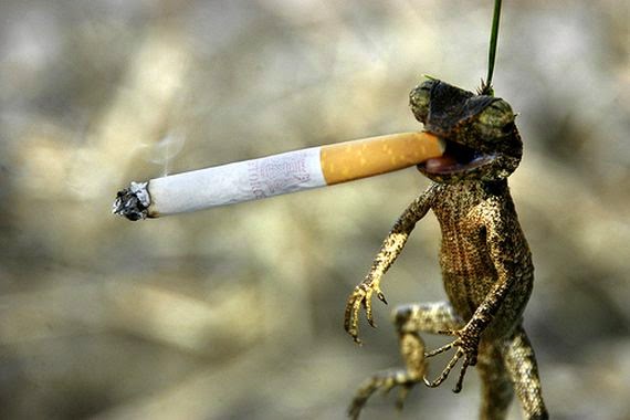 FUNNY ANIMAL SMOKING CIGARETTES - Funny Naughty Dirty News from Facebook