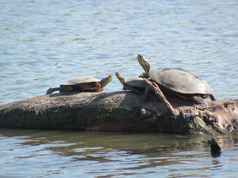 Kayaking the Lakes of South Dakota: Split Rock Lake (Minnesota)