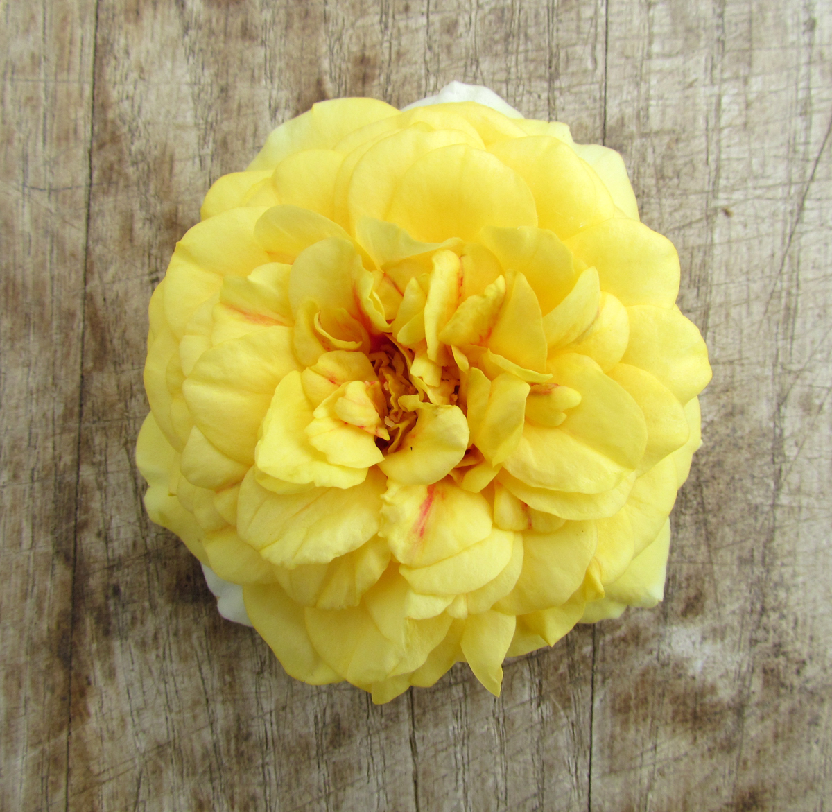 Rose Hybridizing The Effect Of Petal Count On Hulthemia Bloom Presentation Rose Hybridizing The Effect Of Petal Count On Hulthemia Bloom Presentation