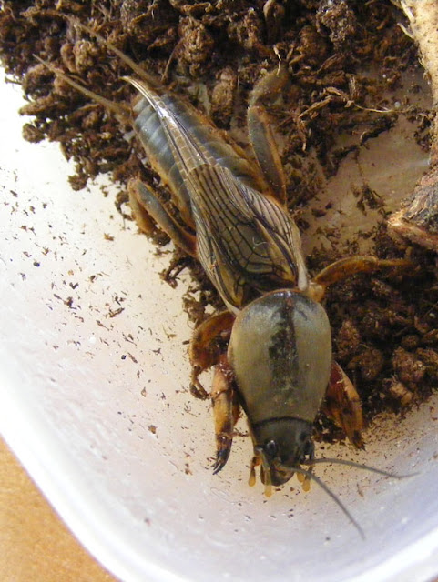 Days on the Claise: Mole Crickets