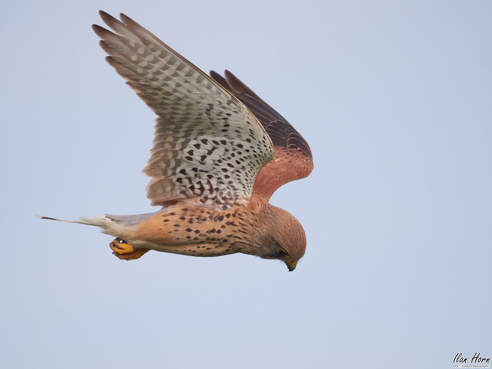 Female Common Kestrel in Flight