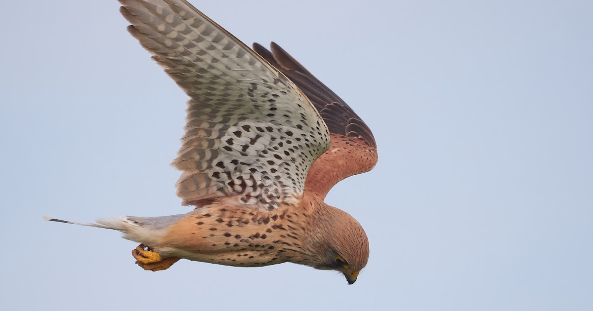 Female Common Kestrel in Flight
