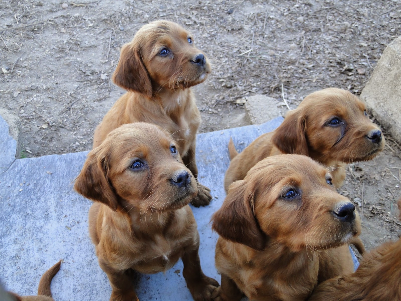 Camperallana Setter Irlandés: Cachorros de Camperallana, hijos de Fara ...