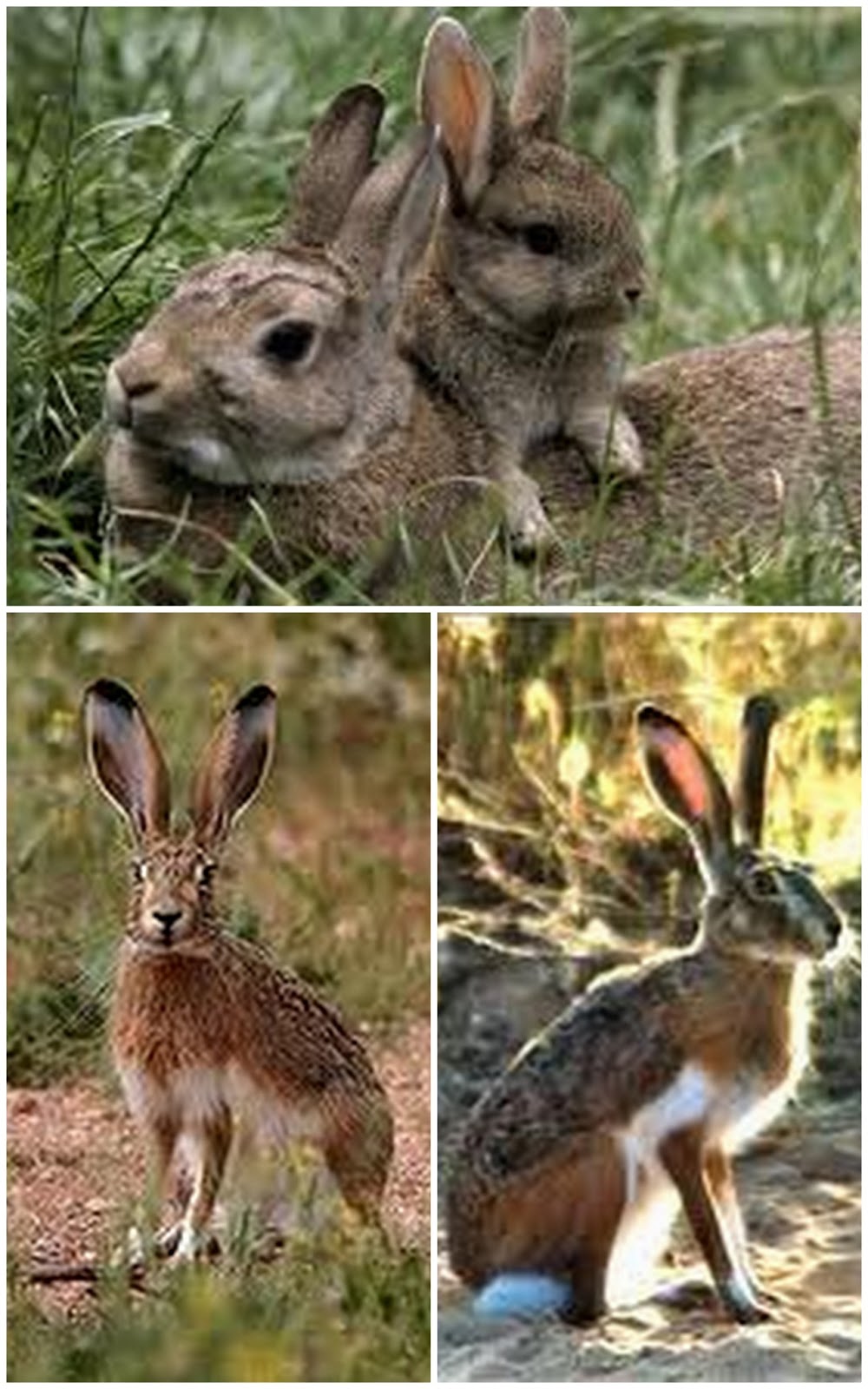 La Ciudad Silvestre: La Liebre común, de Europa a la Pampa