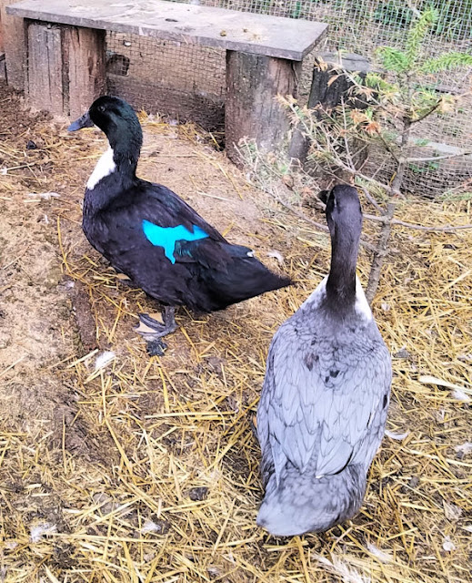 Preventing and Treating Angel Wing in Ducklings - Fresh Eggs Daily ...