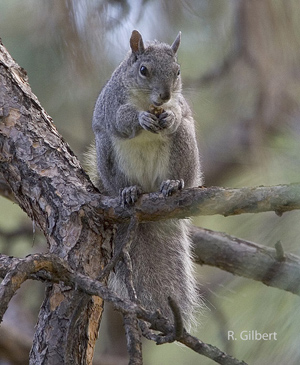 Blog Post #8 Western Gray Squirrels