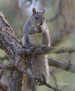 Blog Post #8 Western Gray Squirrels