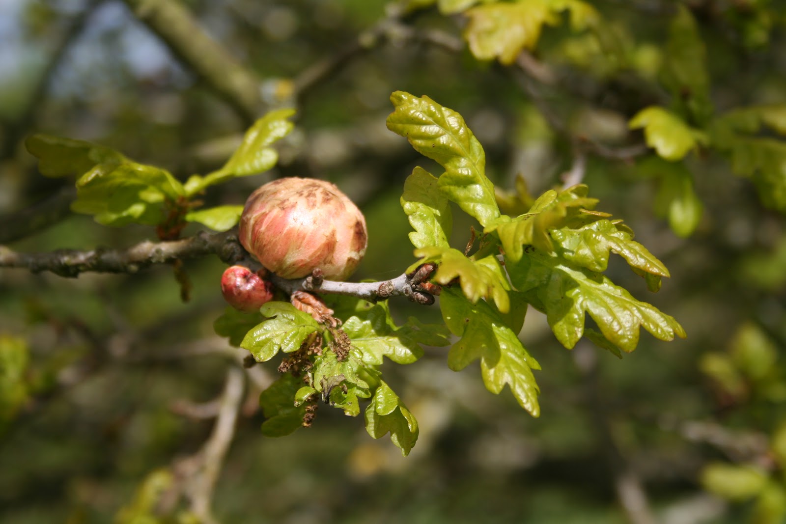 Filnore Woods Blog: Oak apples