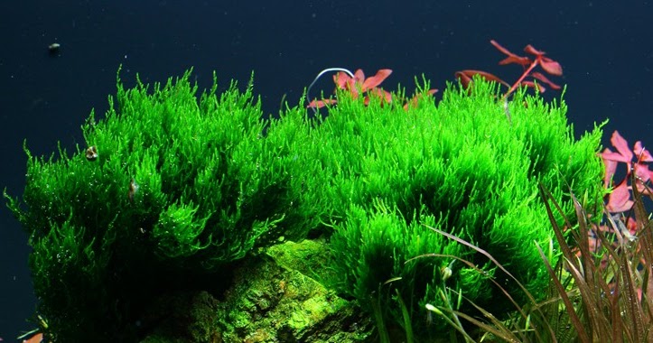 Belajar Berkebun Sungguh Menyenangkan: Cara Menanam Flame Moss di Aquarium