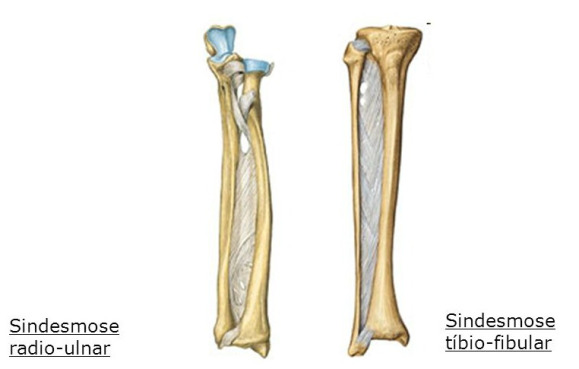 Bora, estudar?!! Enfermagem na veia : Anatomia clínica AV2