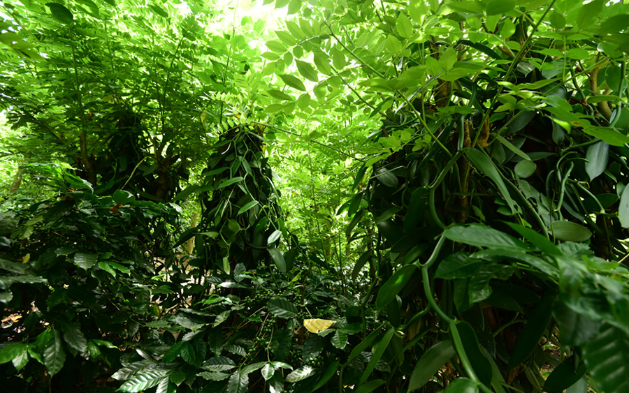 Expovan | Indian Vanilla Initiative: Vanilla Cultivation in India ...