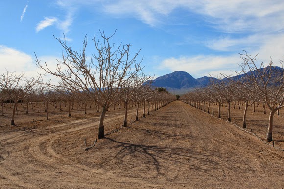 Cultura Livezii de NUC: De ce nucul este protejat prin Lege În Romania ...
